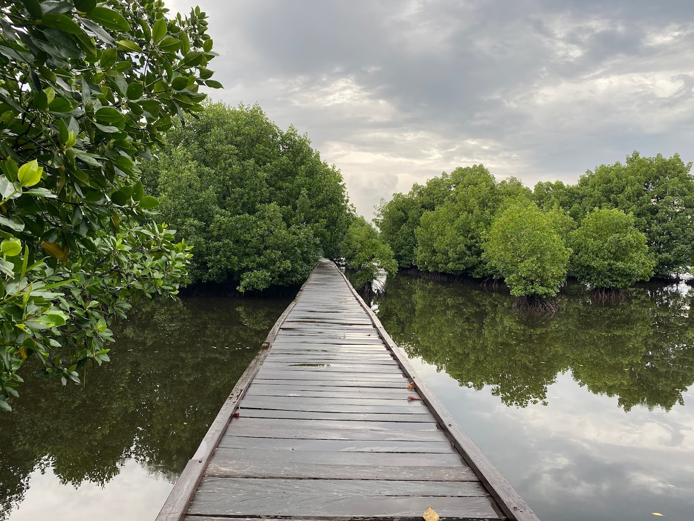 Berwisata Sambil Belajar Di Bontang Mangrove Park! Rasakan Keseruannya ...